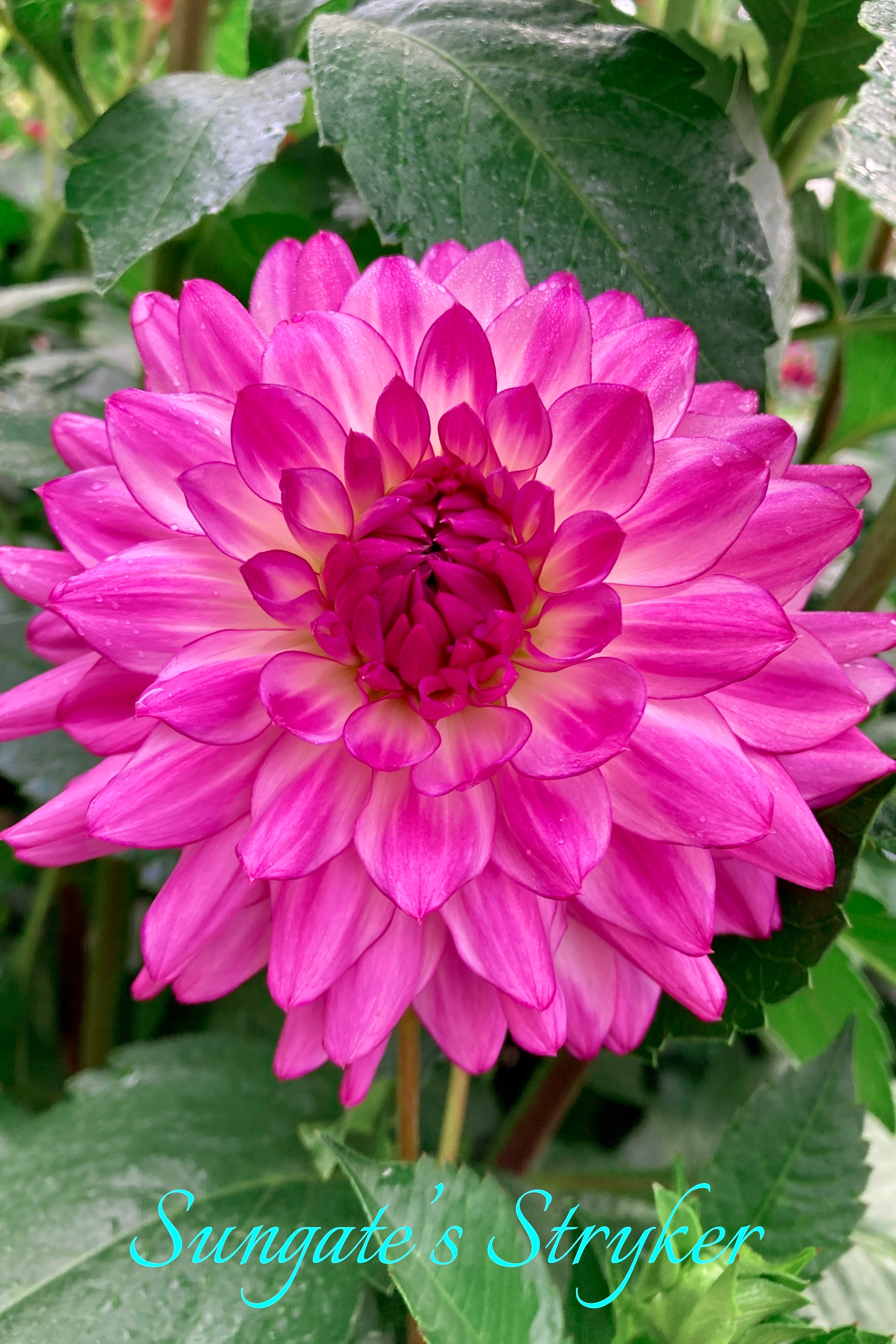 Sungate's Stryker – Absolute Bliss Family Farm