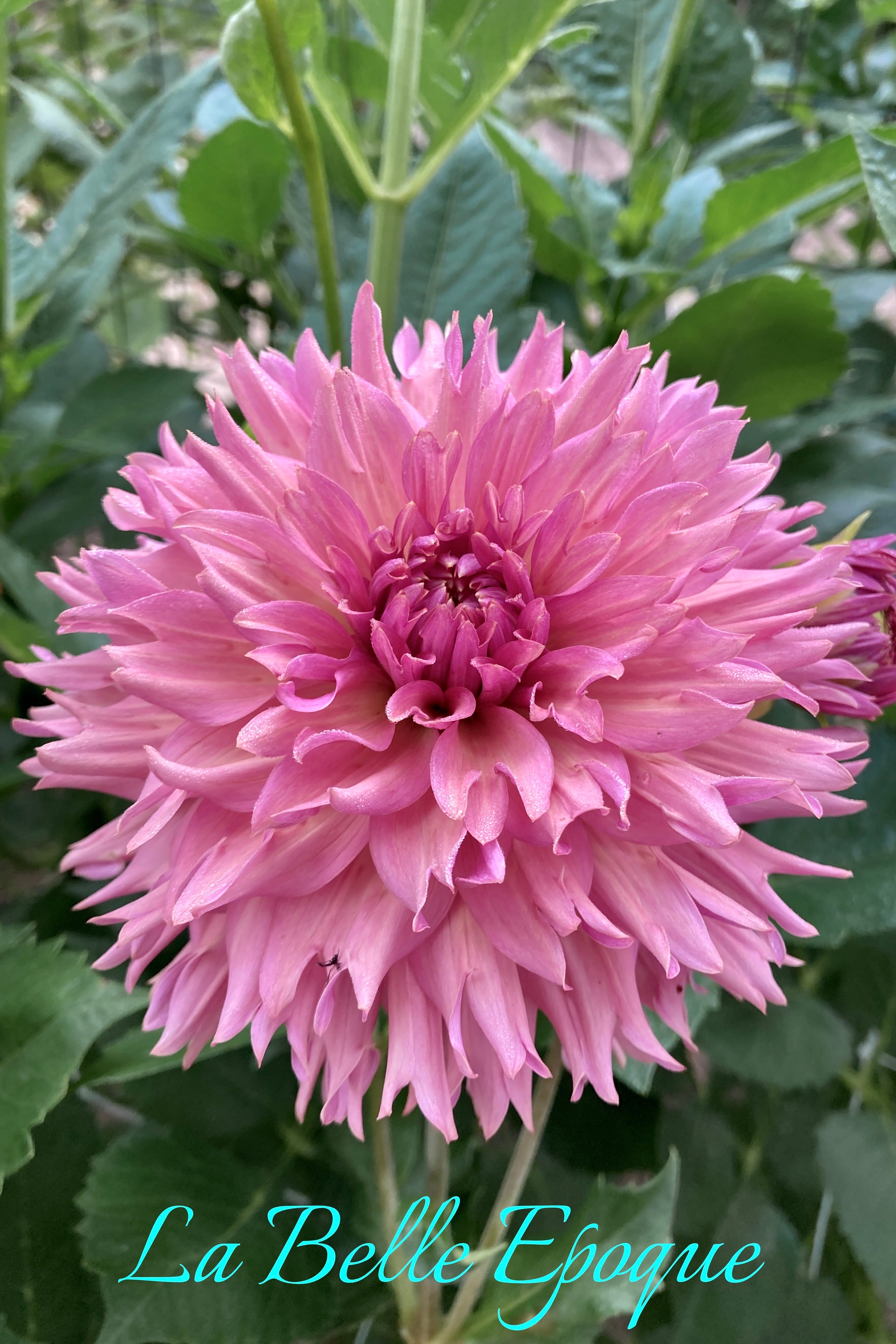 La Belle Epoque – Absolute Bliss Family Farm