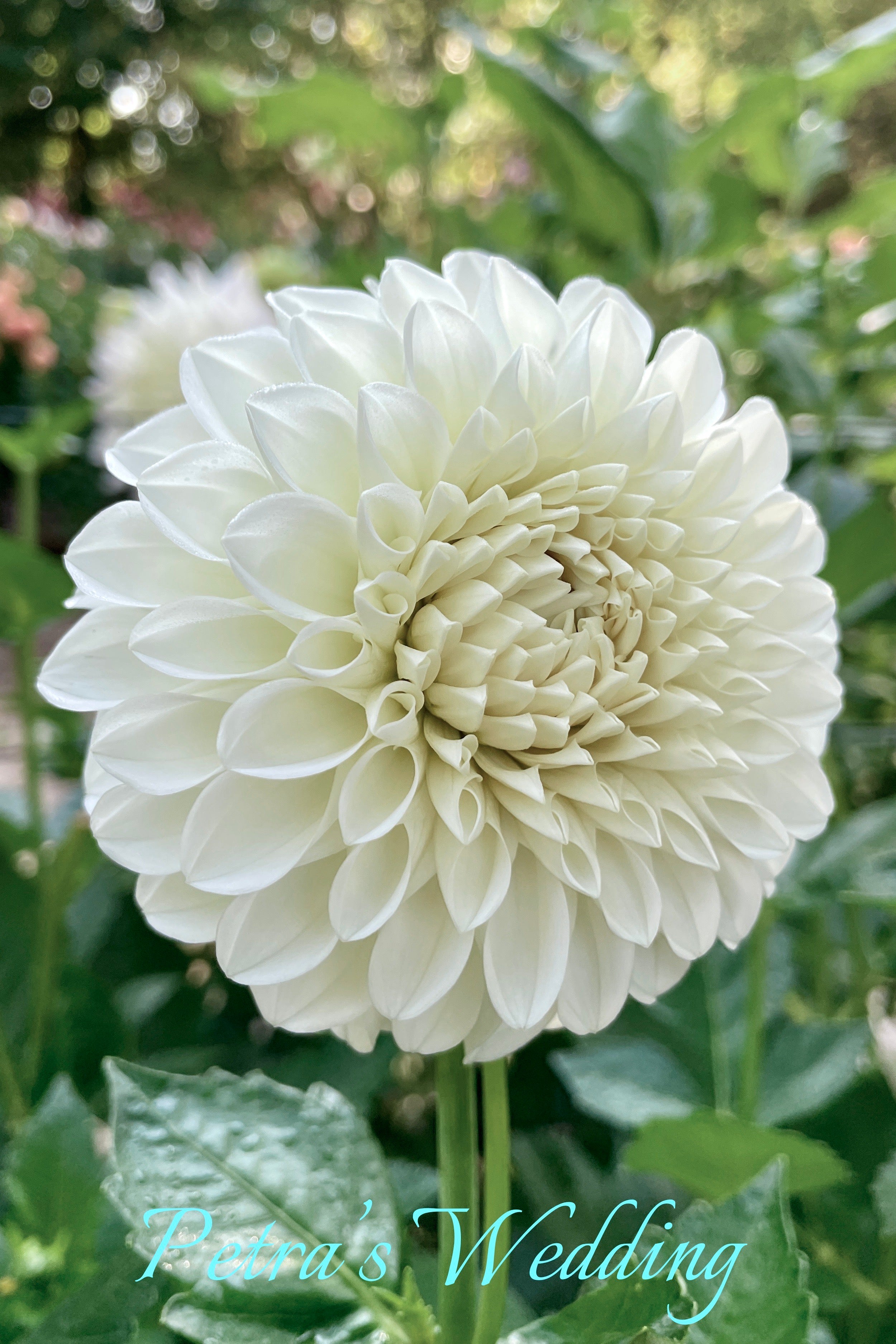 Petra's Wedding – Absolute Bliss Family Farm