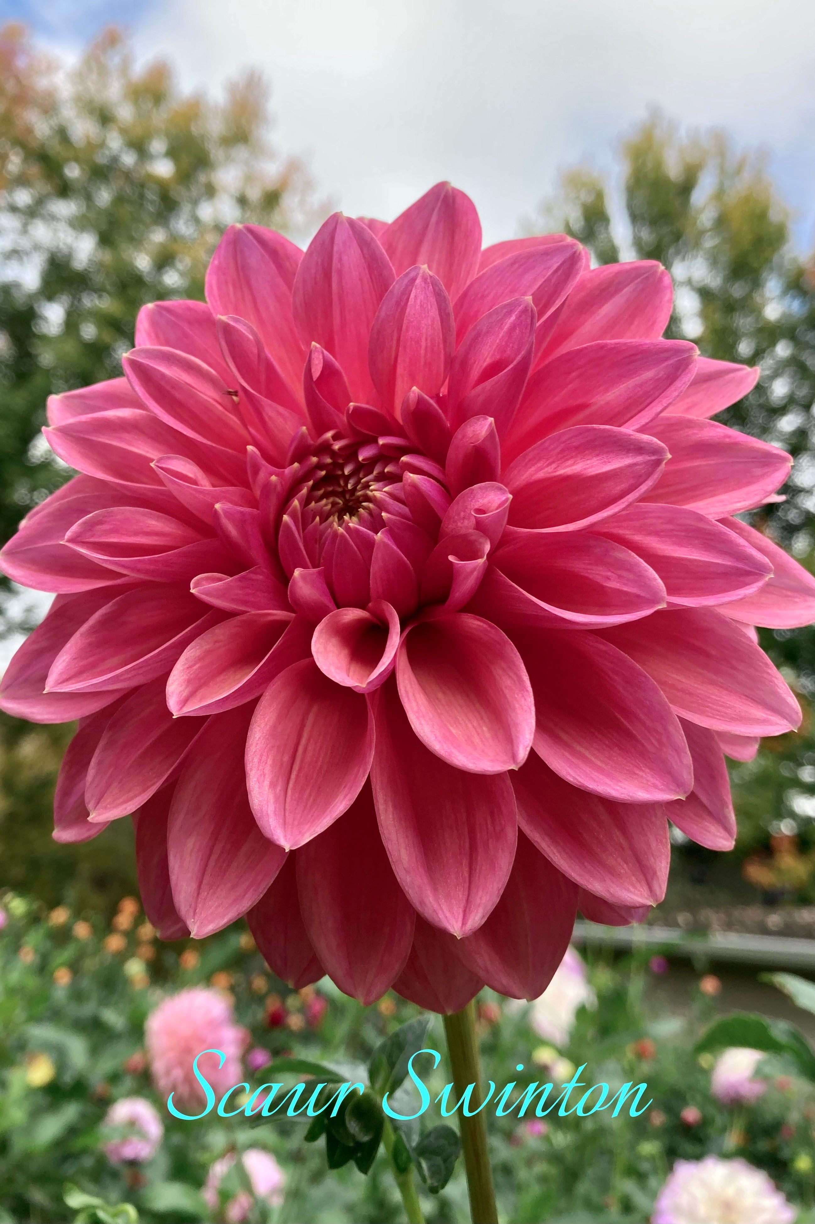 Scaur Swinton – Absolute Bliss Family Farm