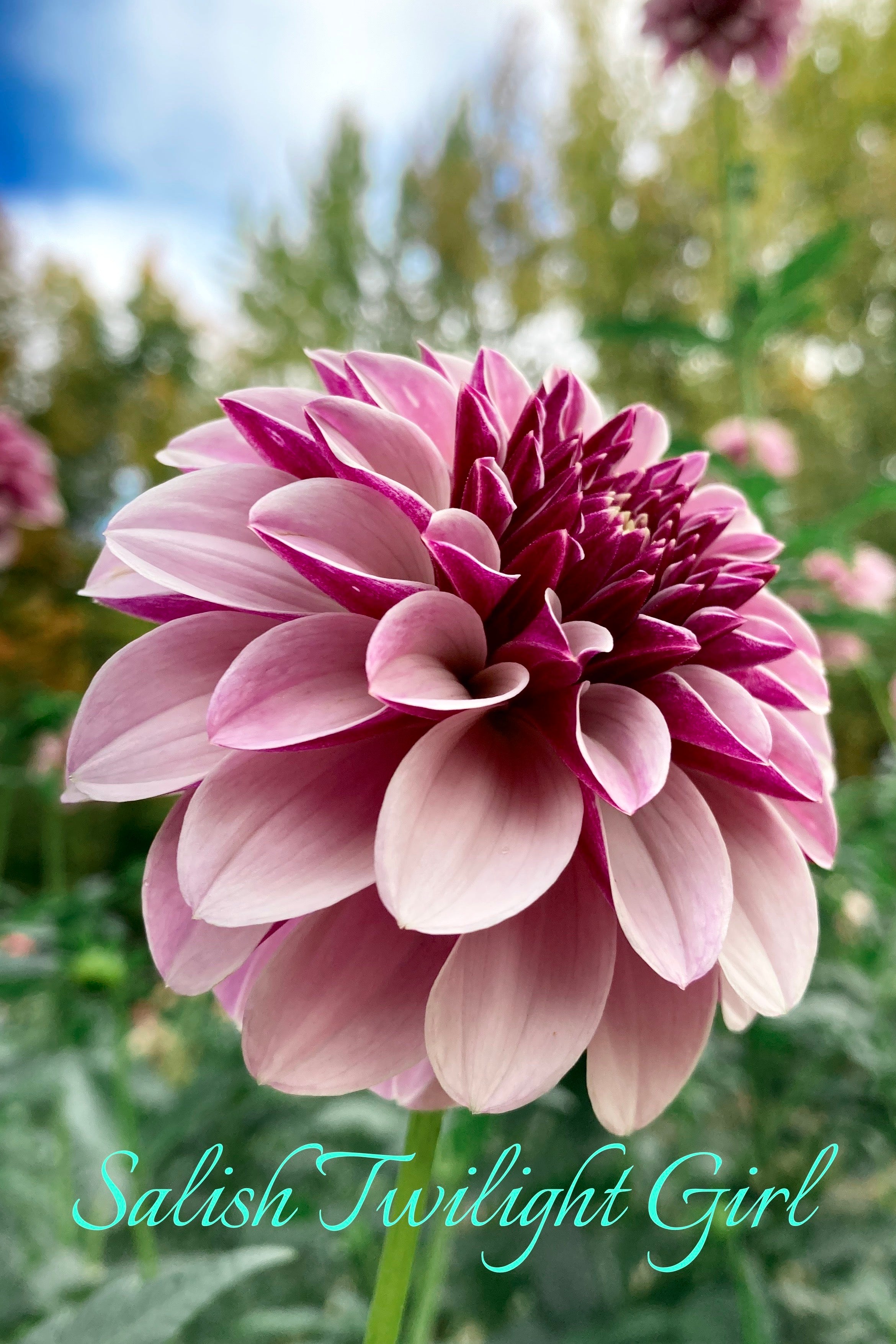 Salish Twilight Girl – Absolute Bliss Family Farm