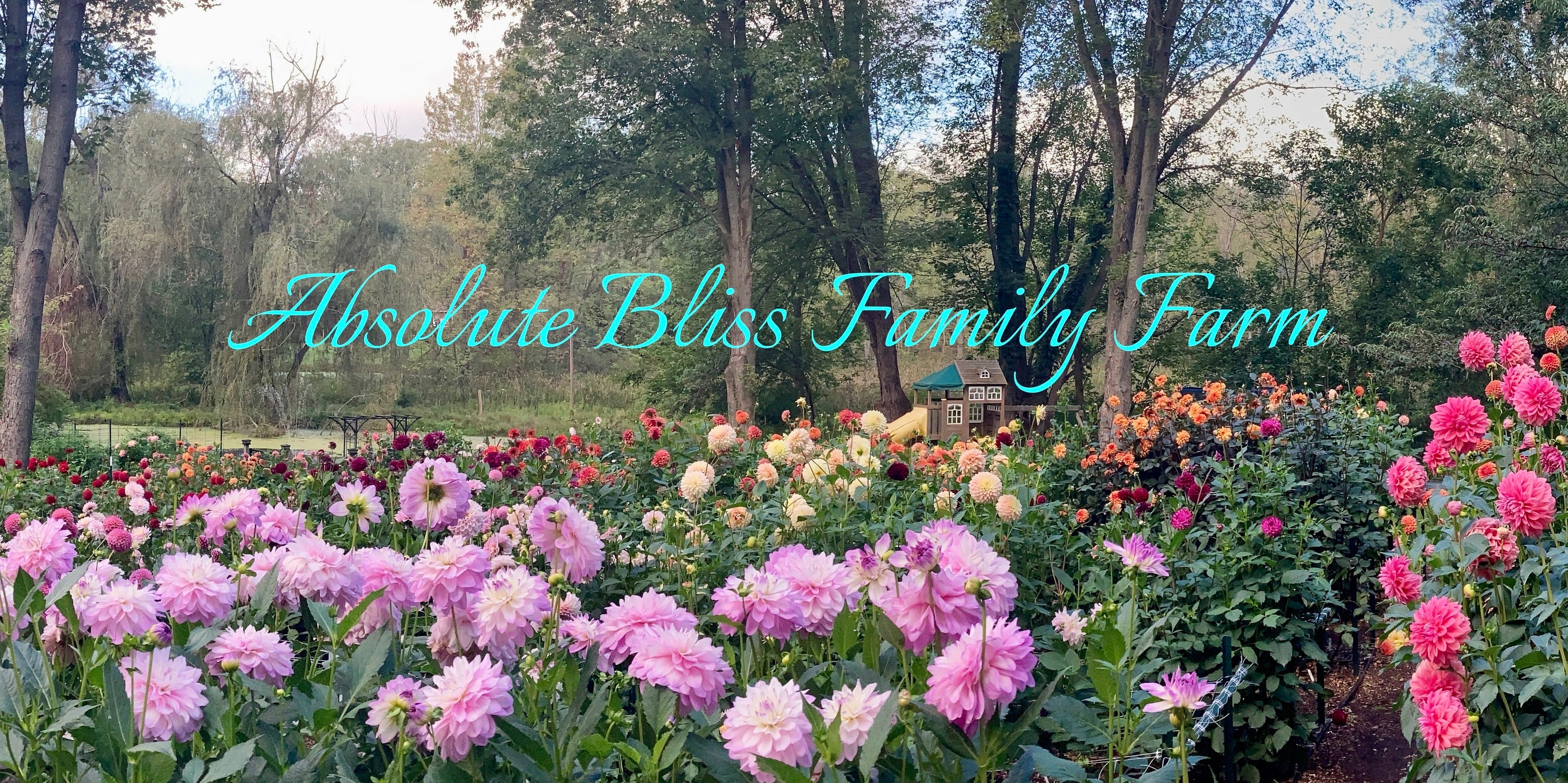 Absolute Bliss Family Farm