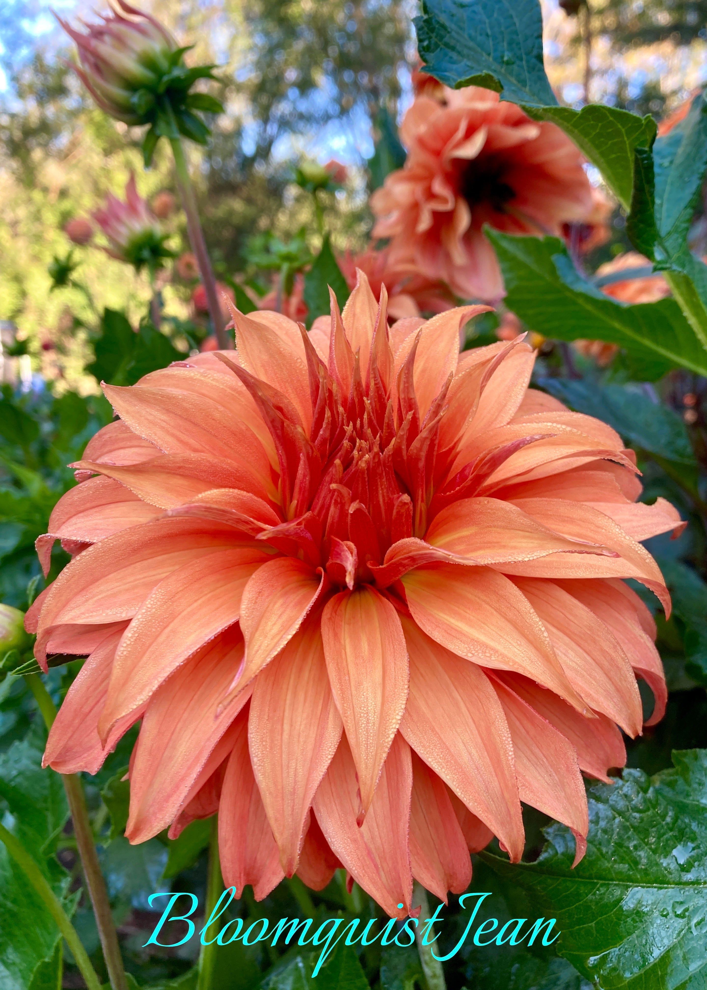 Bloomquist Jean – Absolute Bliss Family Farm