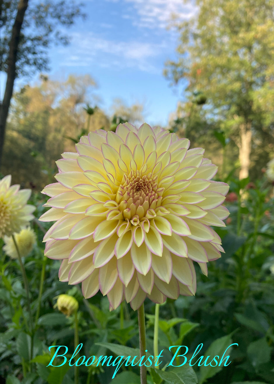 Products – Absolute Bliss Family Farm