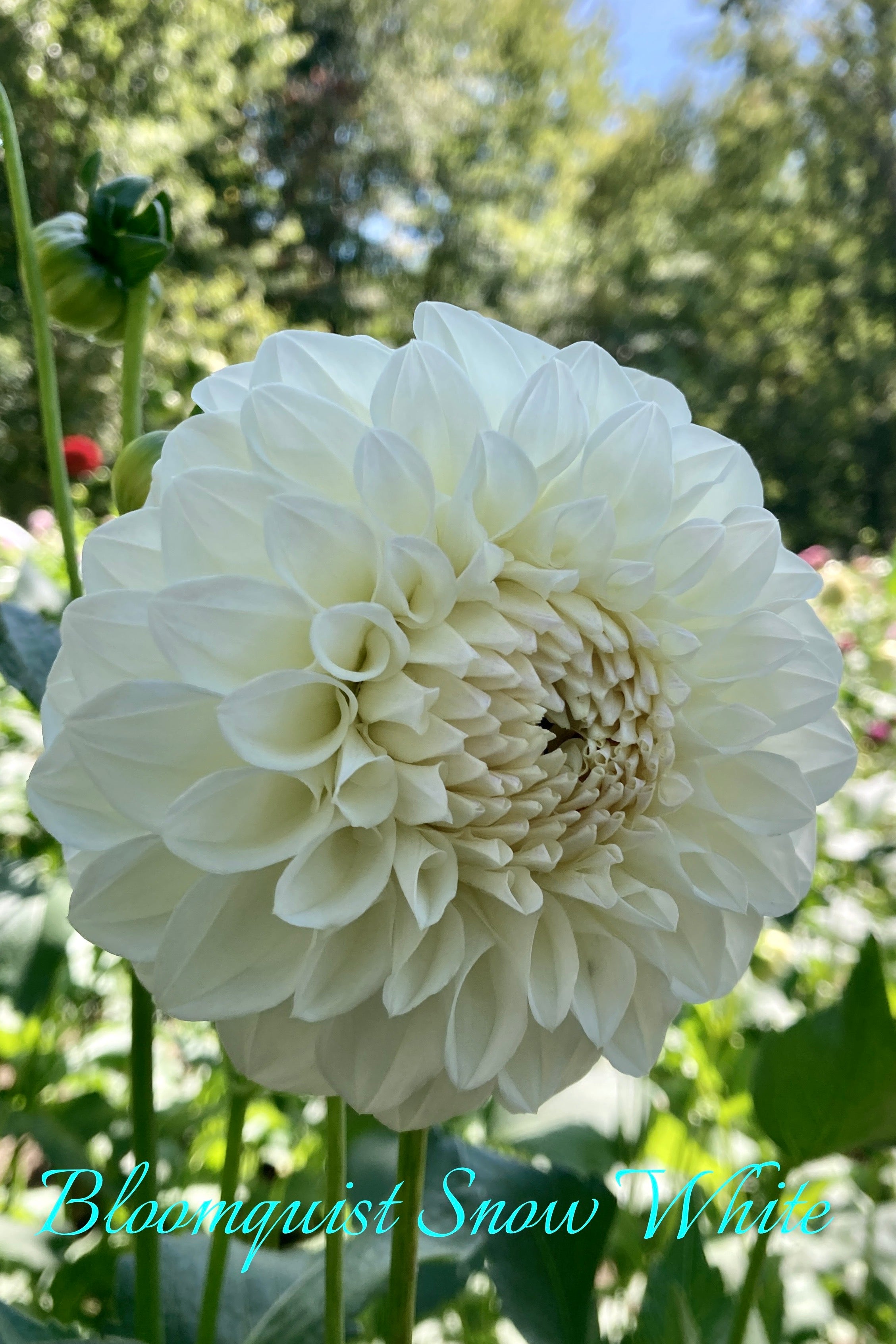 Bloomquist Snow White – Absolute Bliss Family Farm