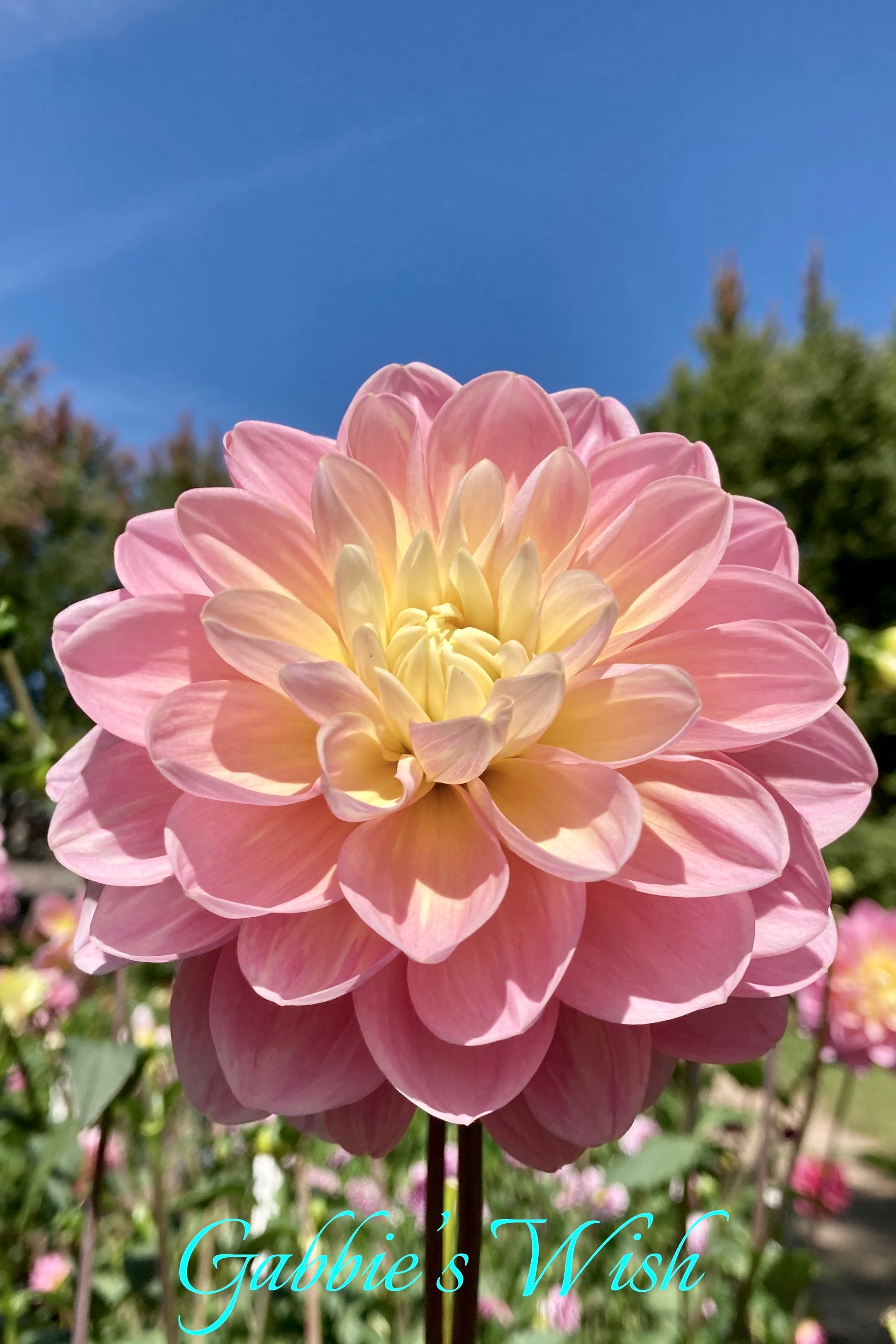 Gabbie's Wish – Absolute Bliss Family Farm