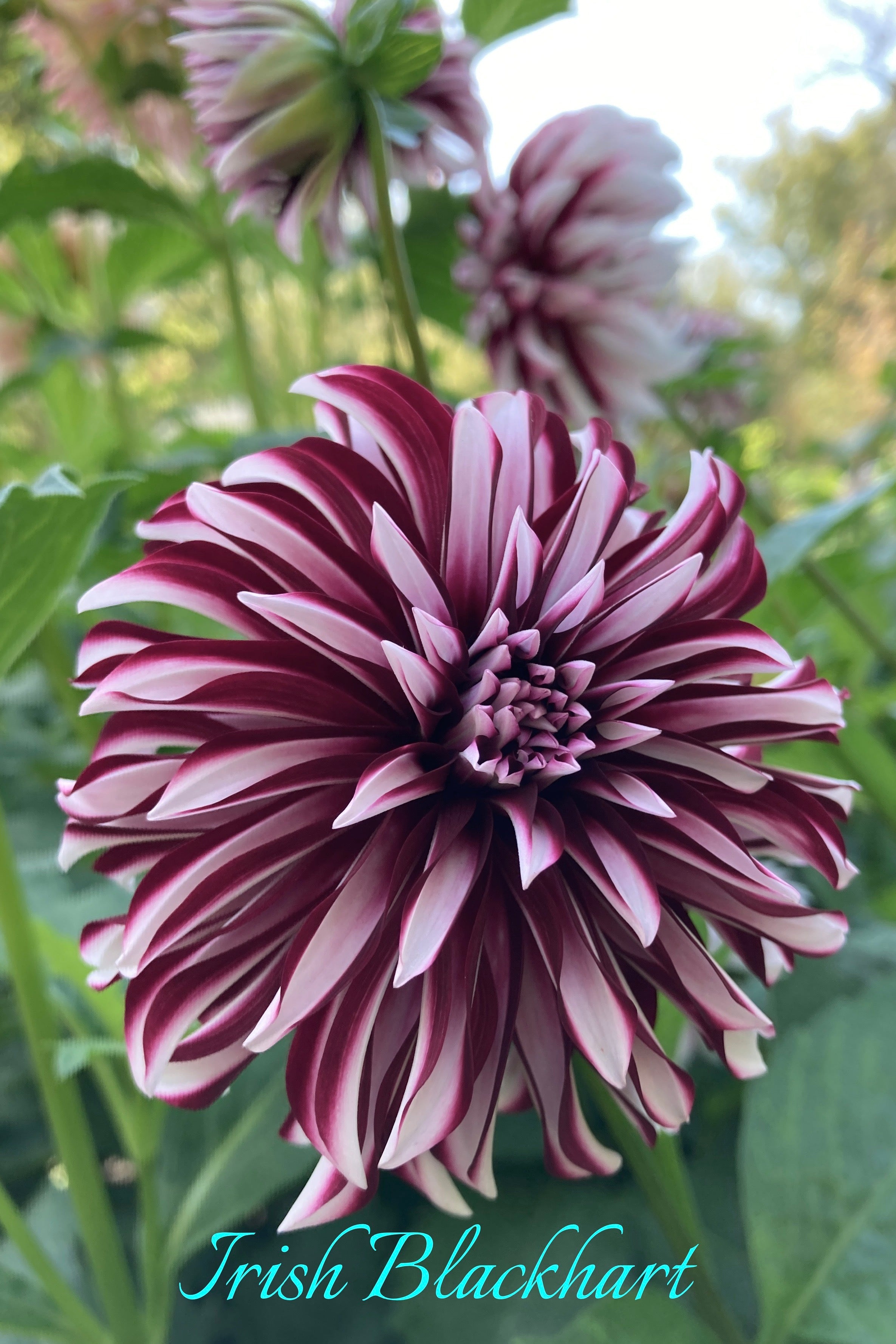 Irish Blackhart – Absolute Bliss Family Farm